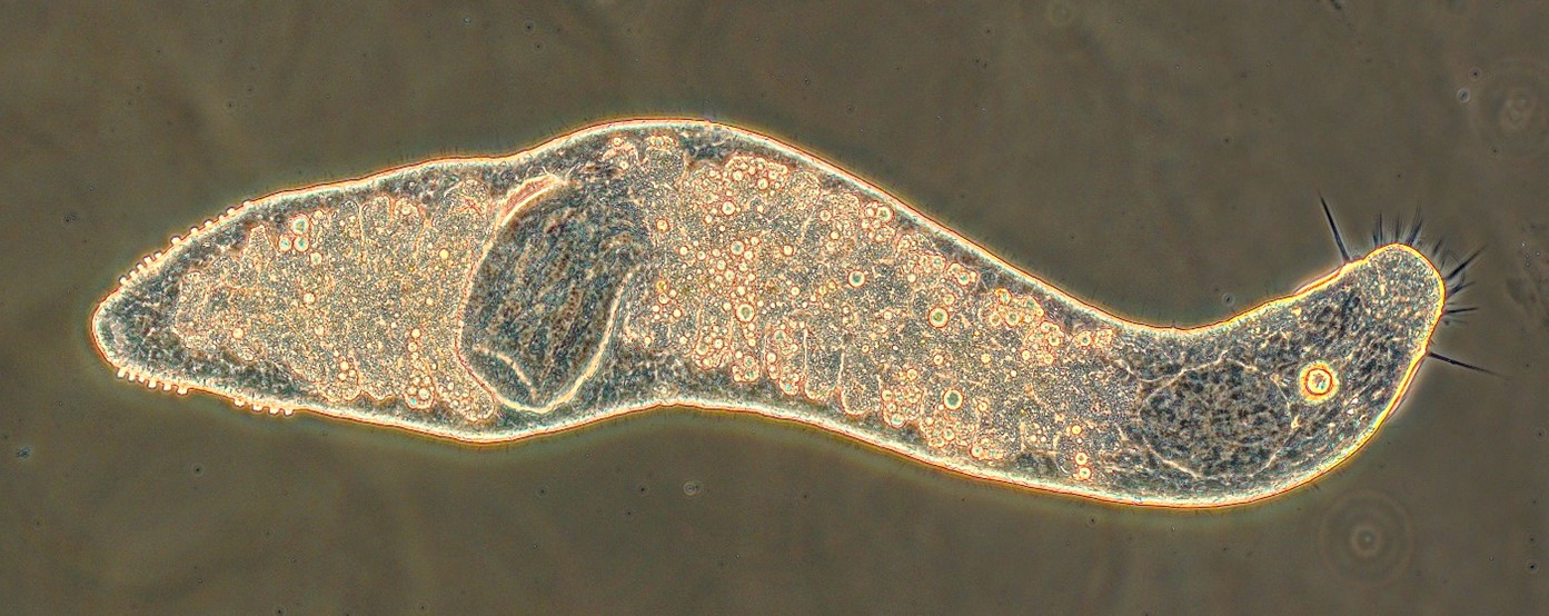 UArctic - University of the Arctic - Flatworms thrive at the public ...